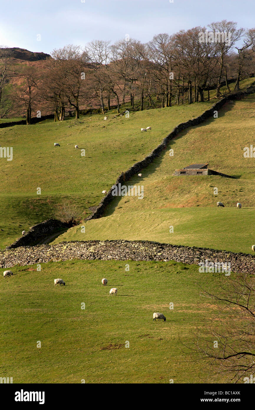 Drystone wall grasmere lake district hi-res stock photography and ...