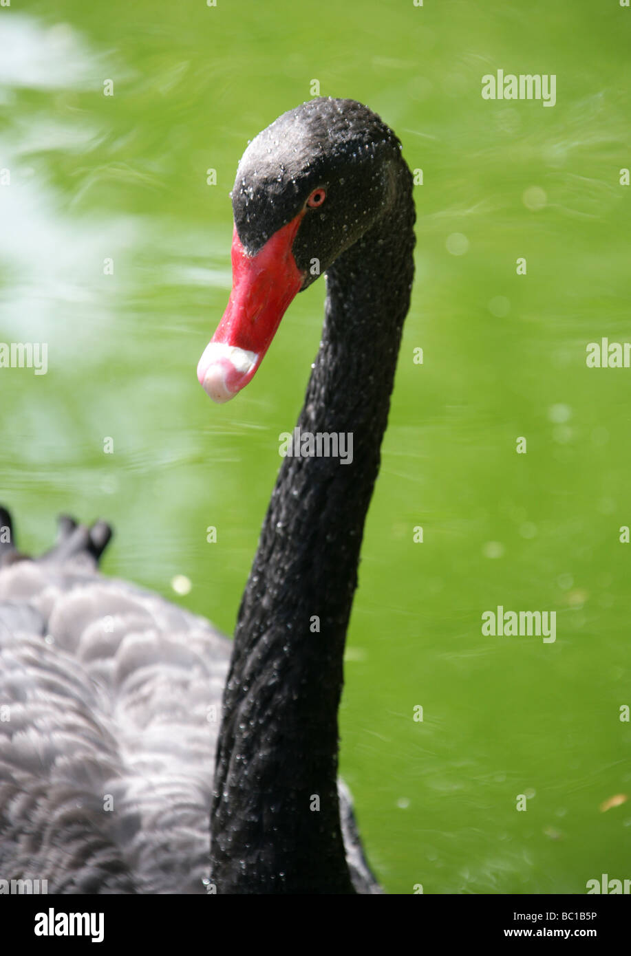 Anatidae bird hi-res stock photography and images - Alamy