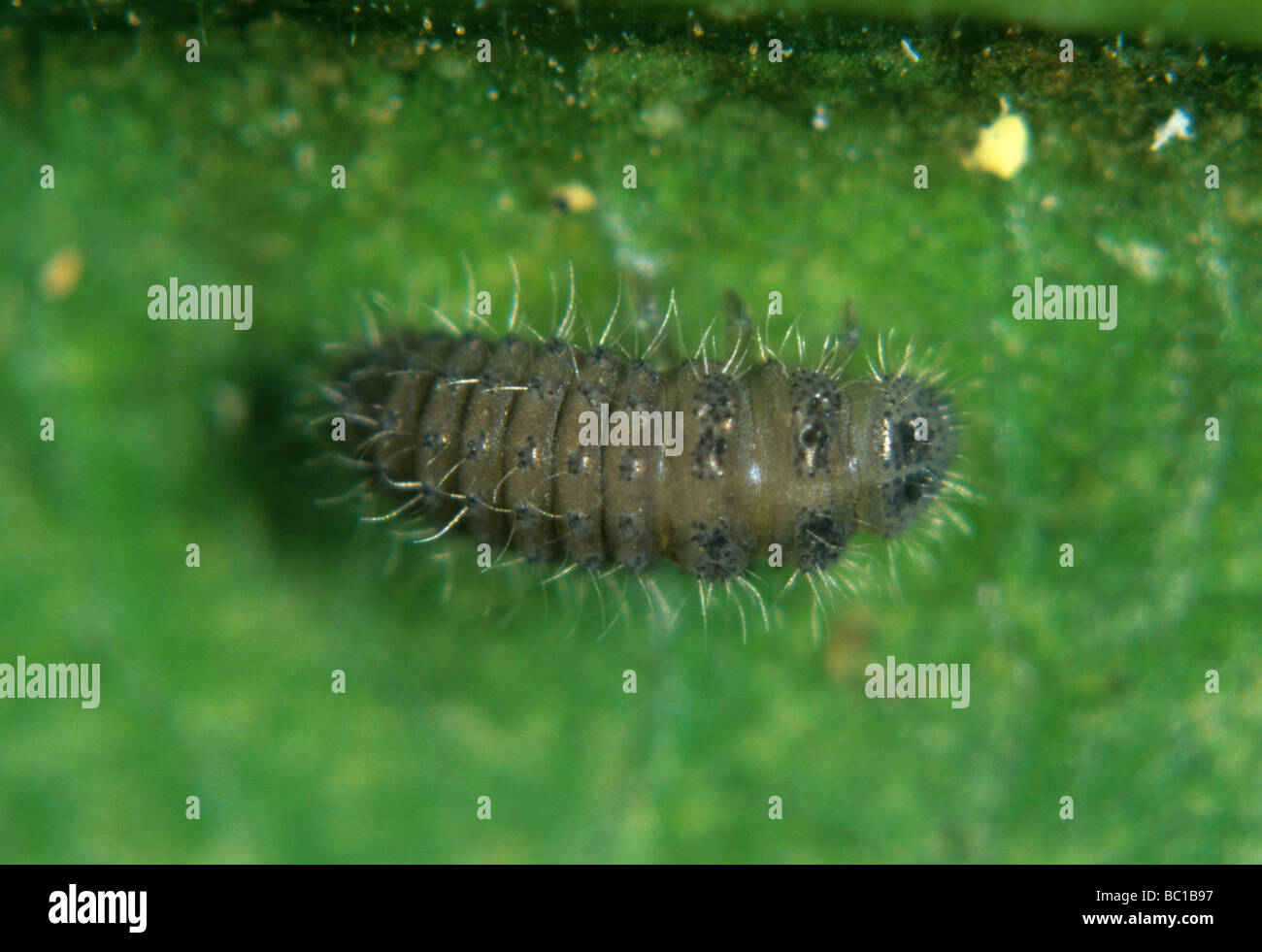 Minute black ladybird Stethorus punctillum larva Stock Photo - Alamy