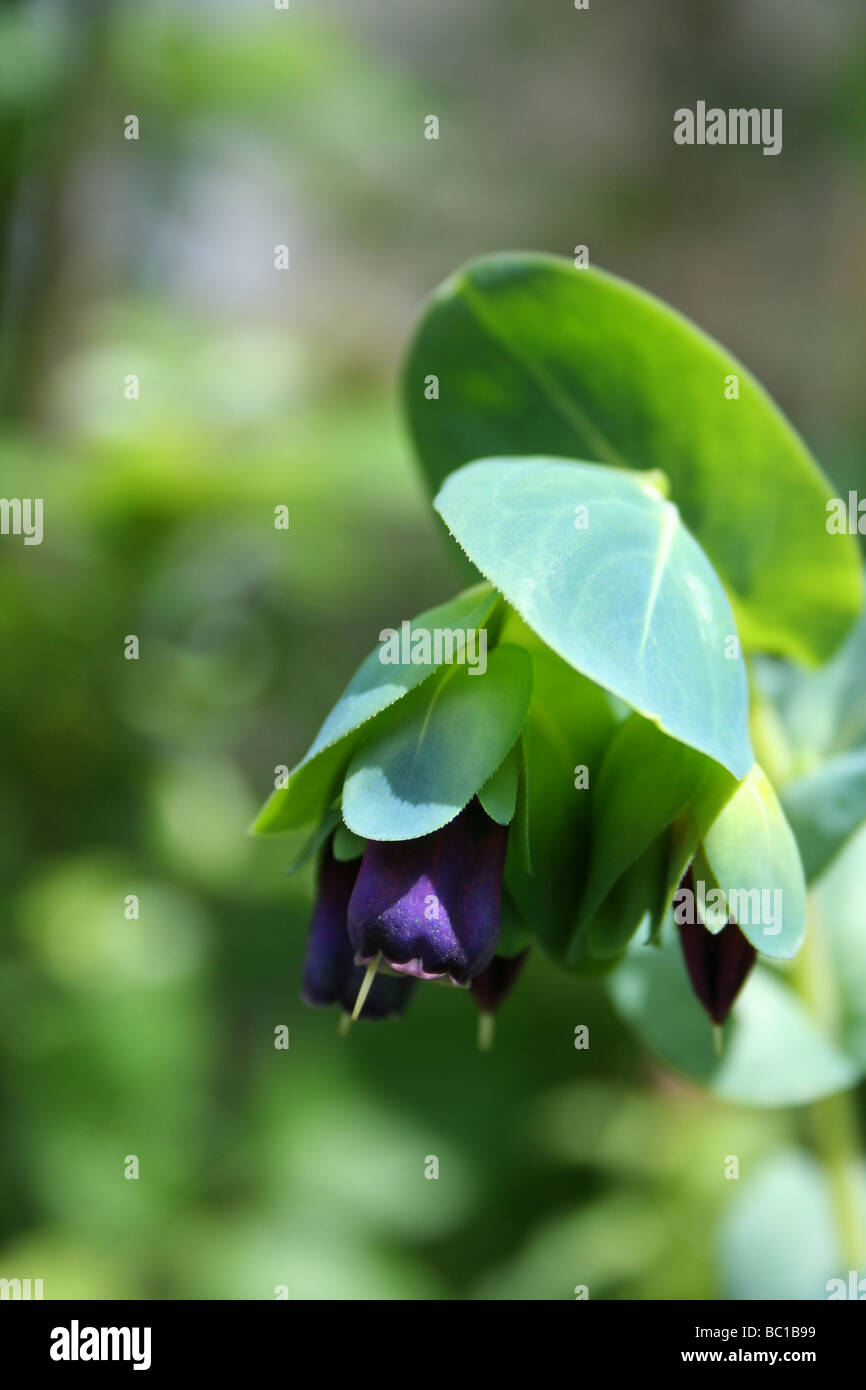 Close up of a Purple Wax Flower - Cerinthe major Purpuracens Stock ...