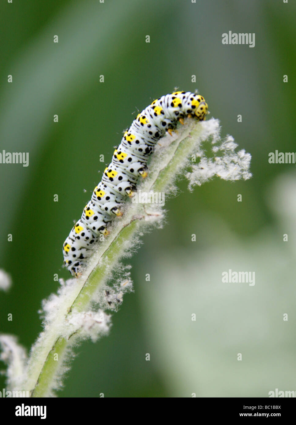 Mullein Moth Larva Feeding on Great Mullein Plant, Cucullia verbasci ...