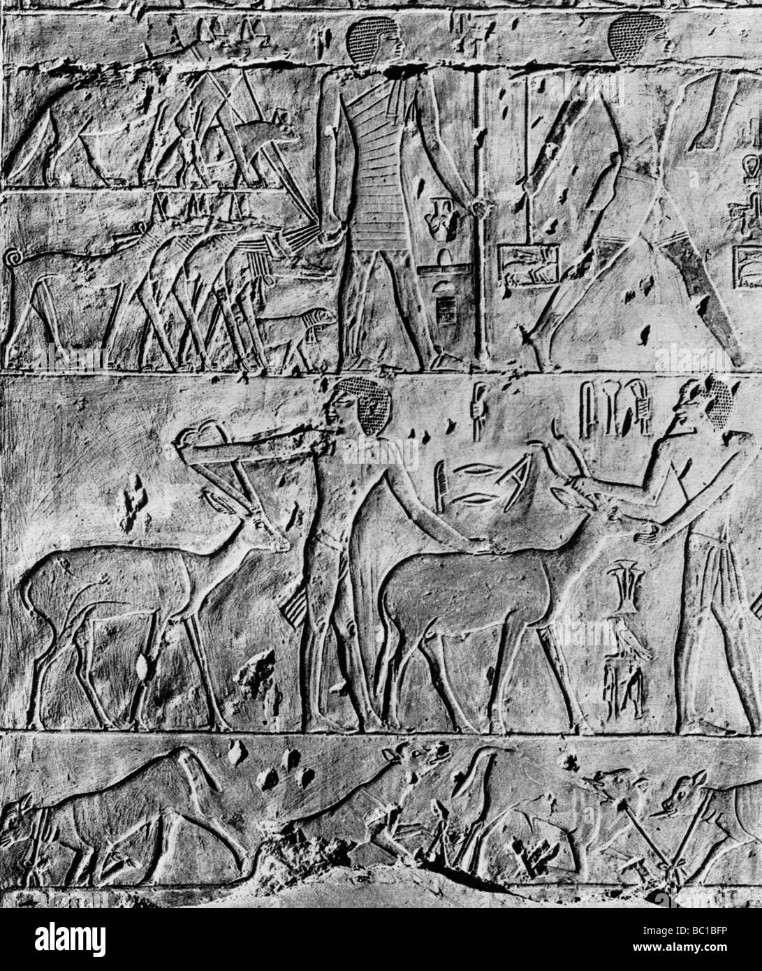 A hunting scene from the tomb of Ptahhotep, near Saqqara, Egypt, c2650 ...