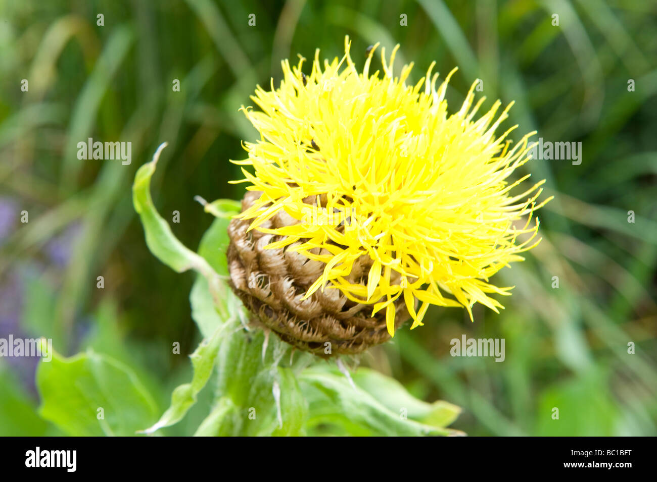 Centaurea macrocephala hi-res stock photography and images - Alamy