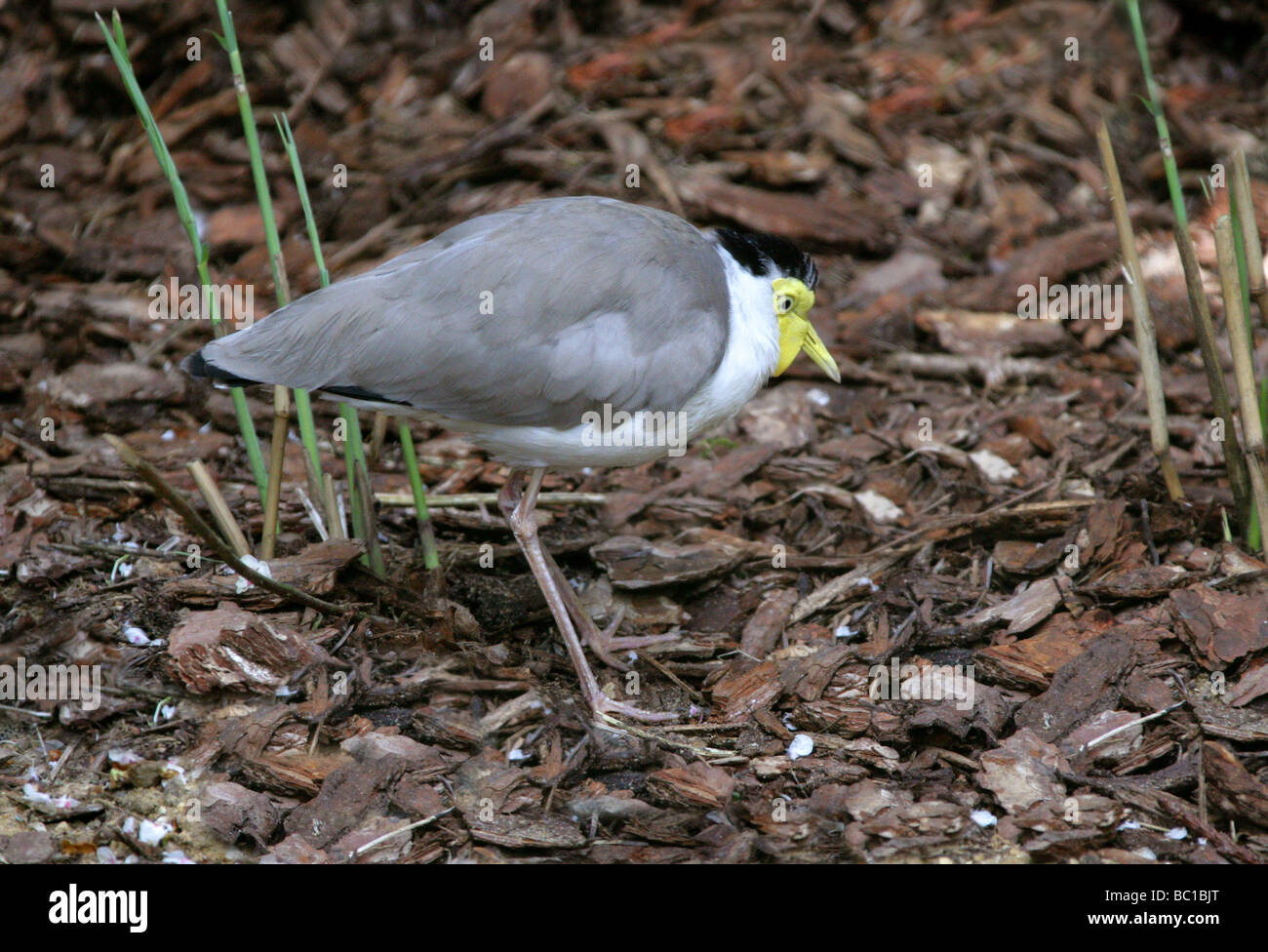 Masked Lapwing, Masked Plover or Yellow-wattled Plover, Vanellus miles ...