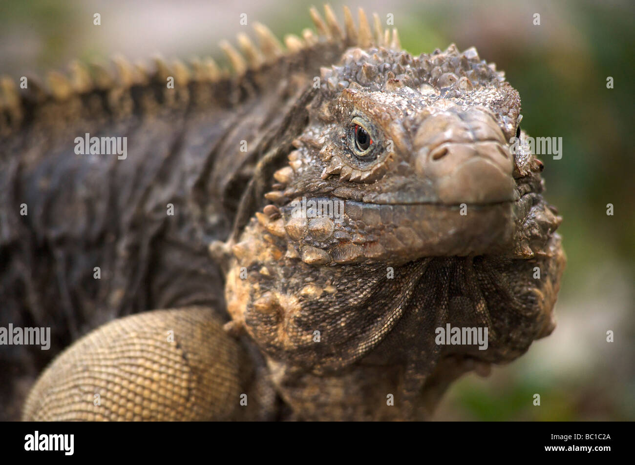 Cyclura nubila hi-res stock photography and images - Alamy