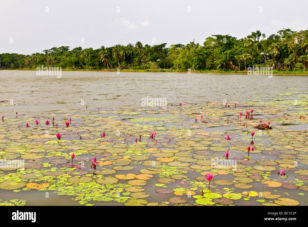 Bangladesh lake hi-res stock photography and images - Alamy
