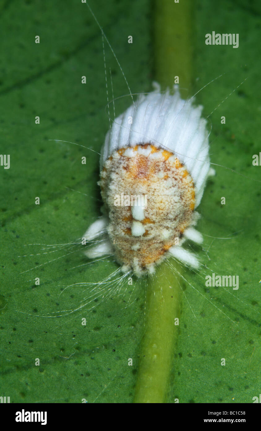 Cottony cushion scale Icerya purchasi adult on a citrus leaf Stock ...
