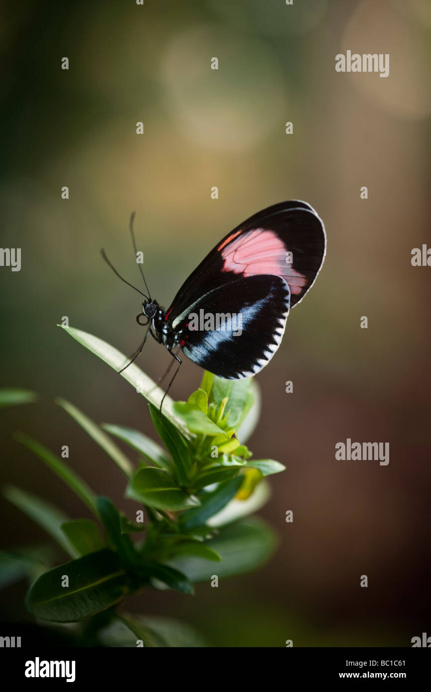 Callinira hi-res stock photography and images - Alamy