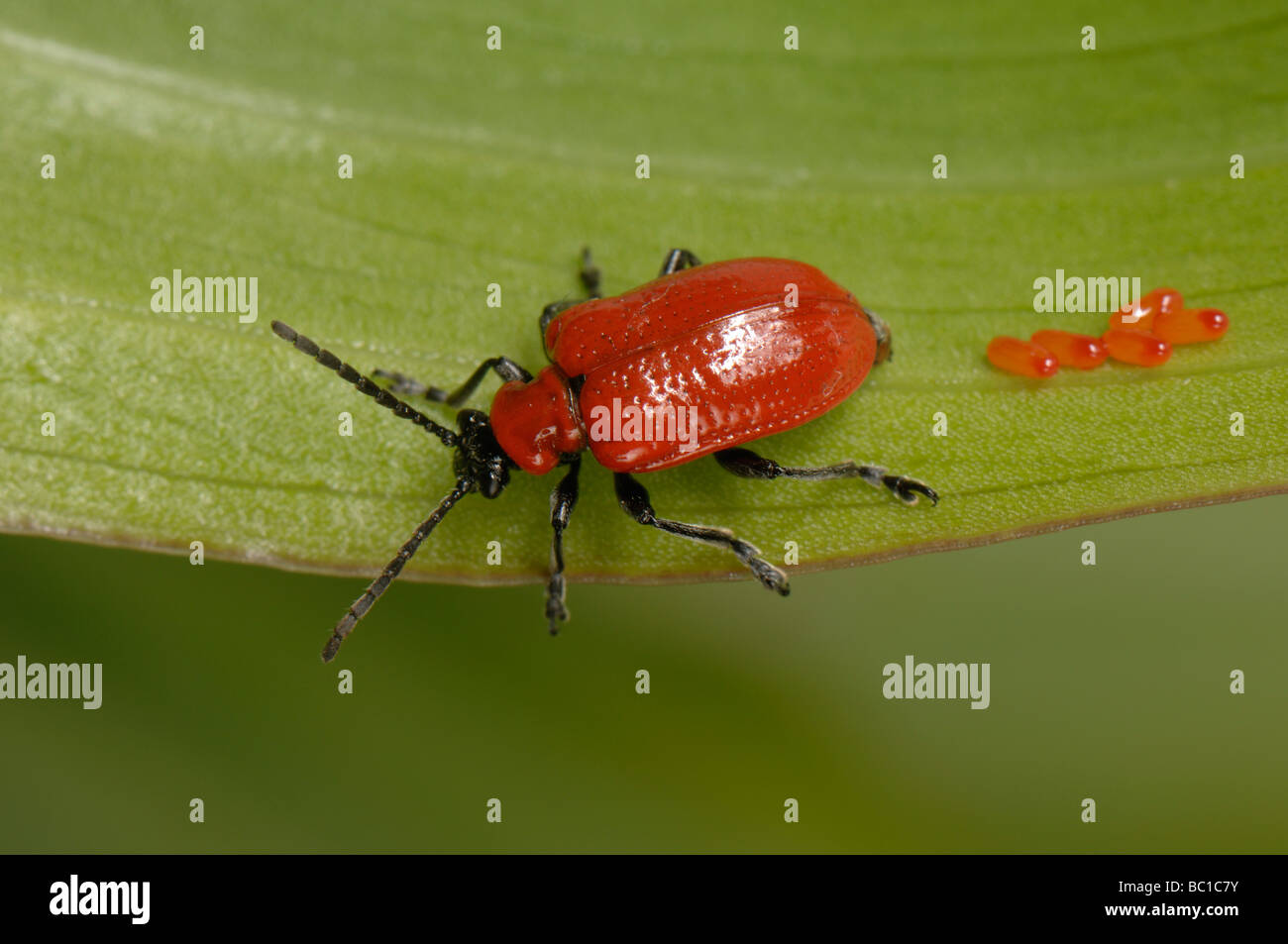 Lily beetle lilioceris lilii female hi-res stock photography and images ...