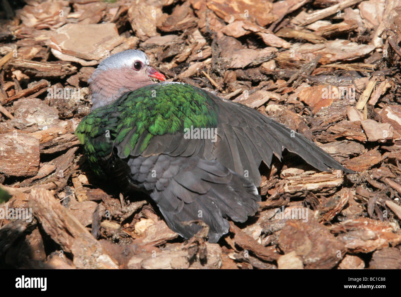 Emerald Dove, Chalcophaps Indica, Columbidae, Columbiformes Stock Photo ...