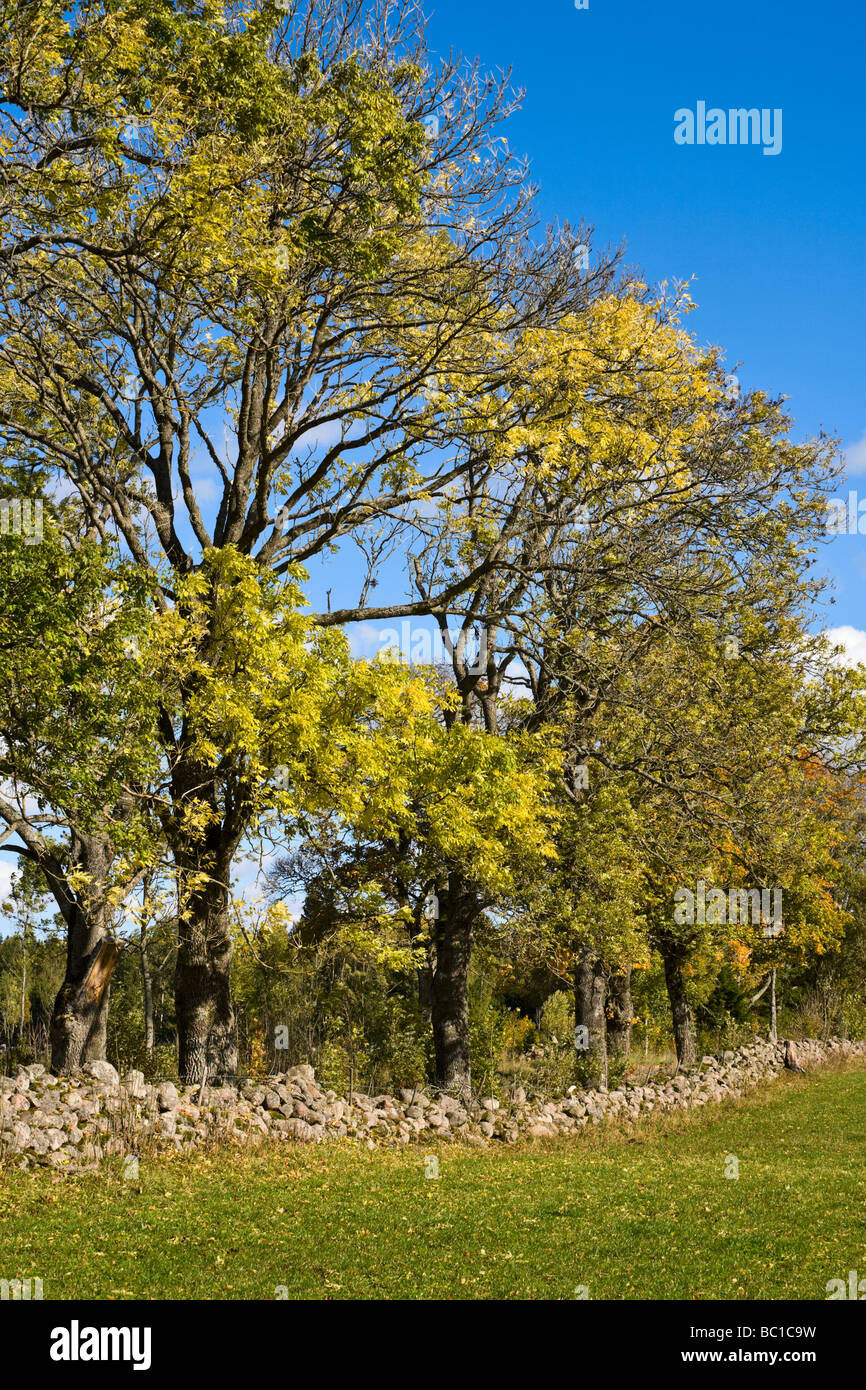 Beautiful tree line at autumn Stock Photo - Alamy