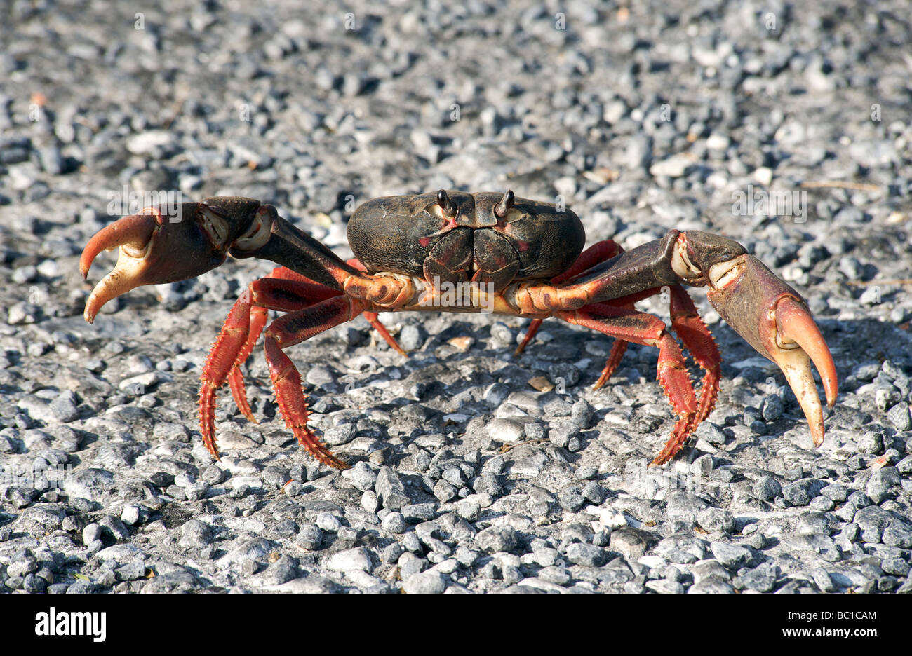 Cuba crab hi-res stock photography and images - Alamy