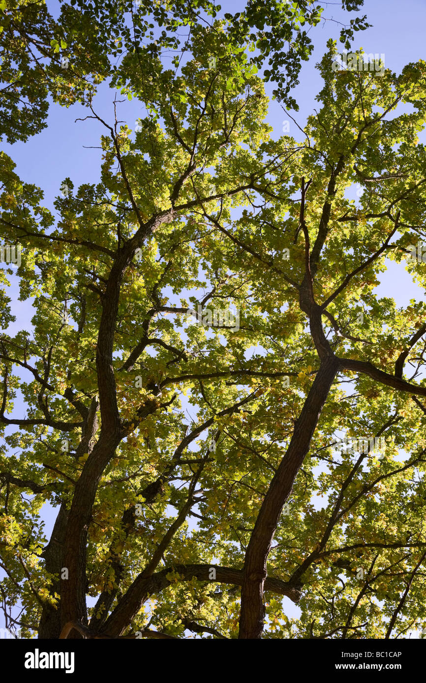Tree branch from below Stock Photo - Alamy