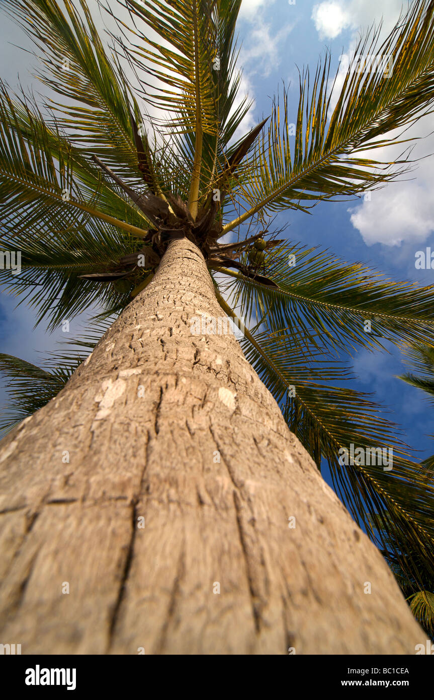 Palm Tree, Maria La Gorda, Pinar del Rio, Cuba Stock Photo - Alamy