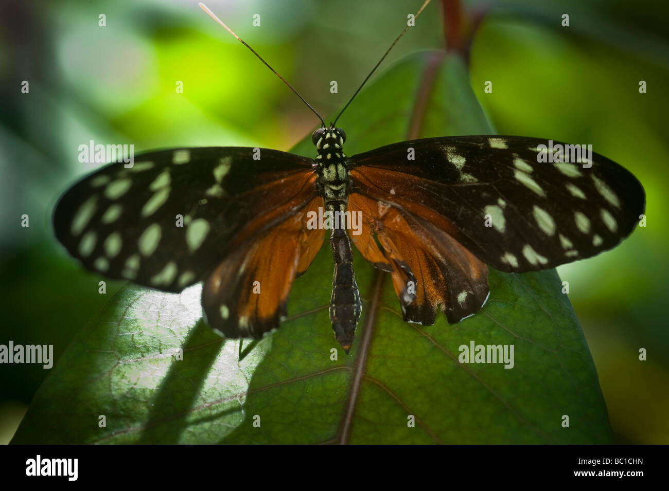 Butterfly peru hi-res stock photography and images - Alamy