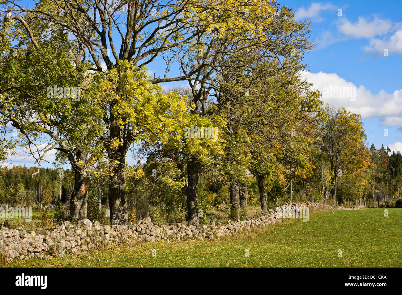 Beautiful tree line at autumn Stock Photo - Alamy