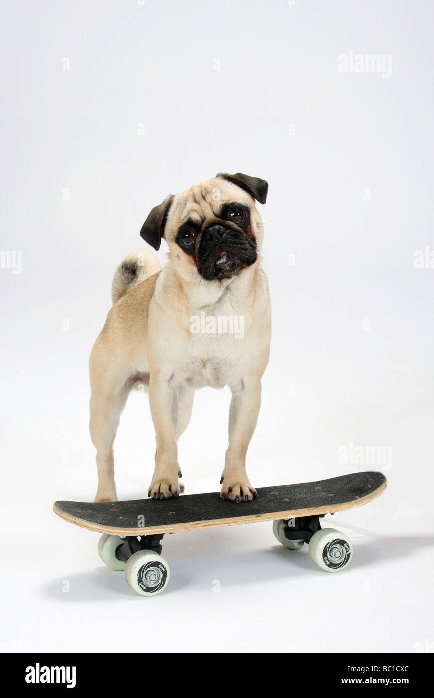 Pug on skateboard Stock Photo - Alamy