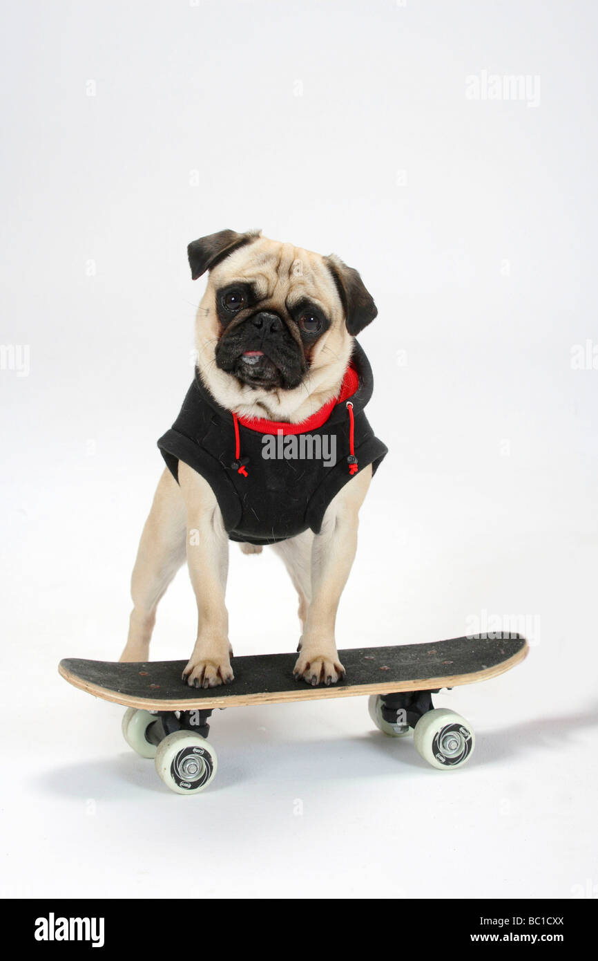 Pug with pullover on skateboard Stock Photo - Alamy