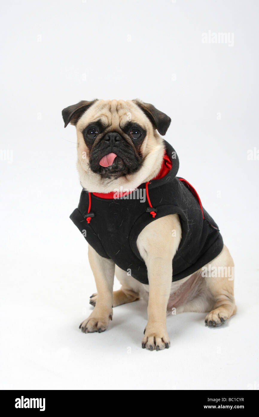 Pug wearing pullover Stock Photo - Alamy