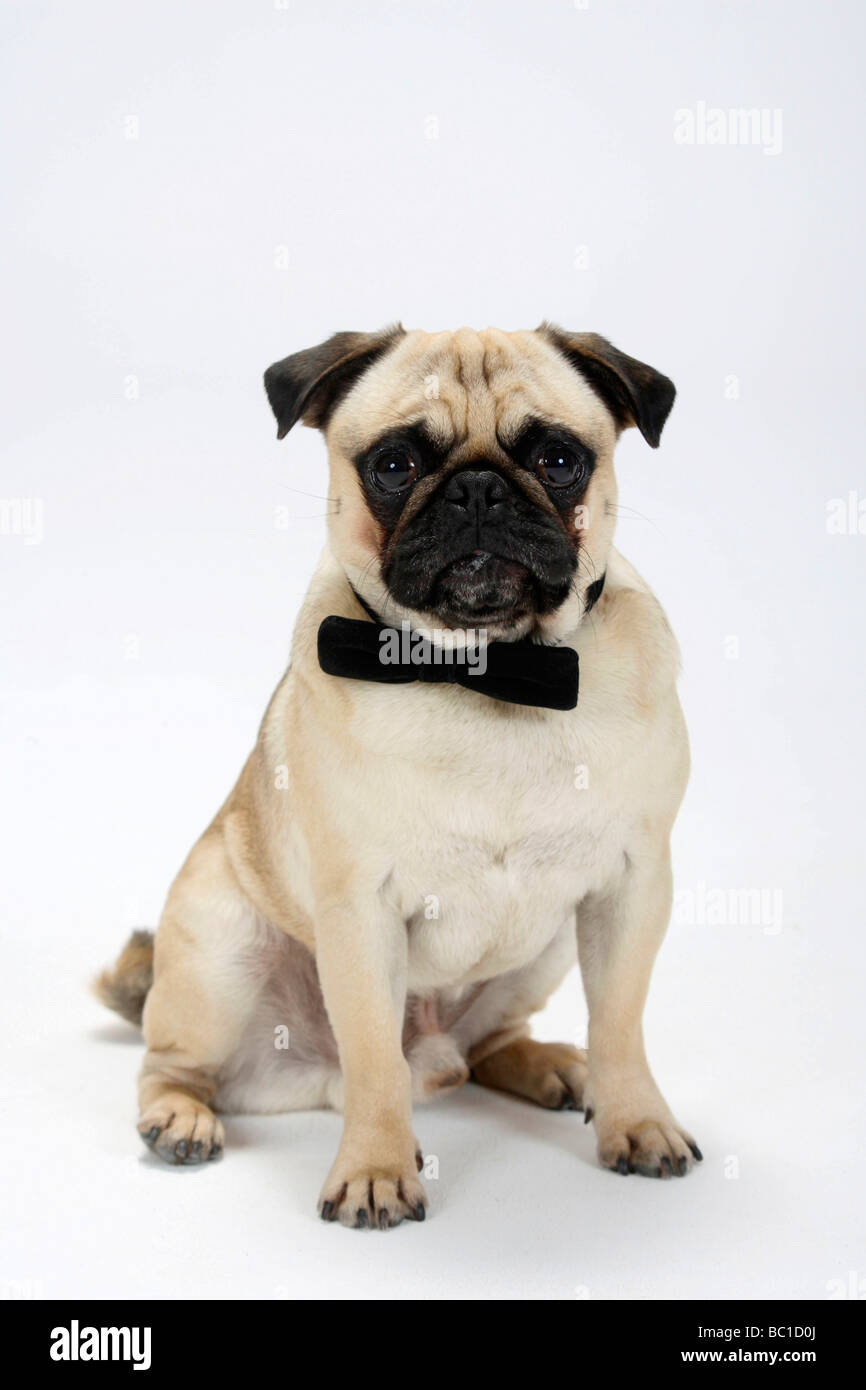 Pug with bow tie Stock Photo - Alamy