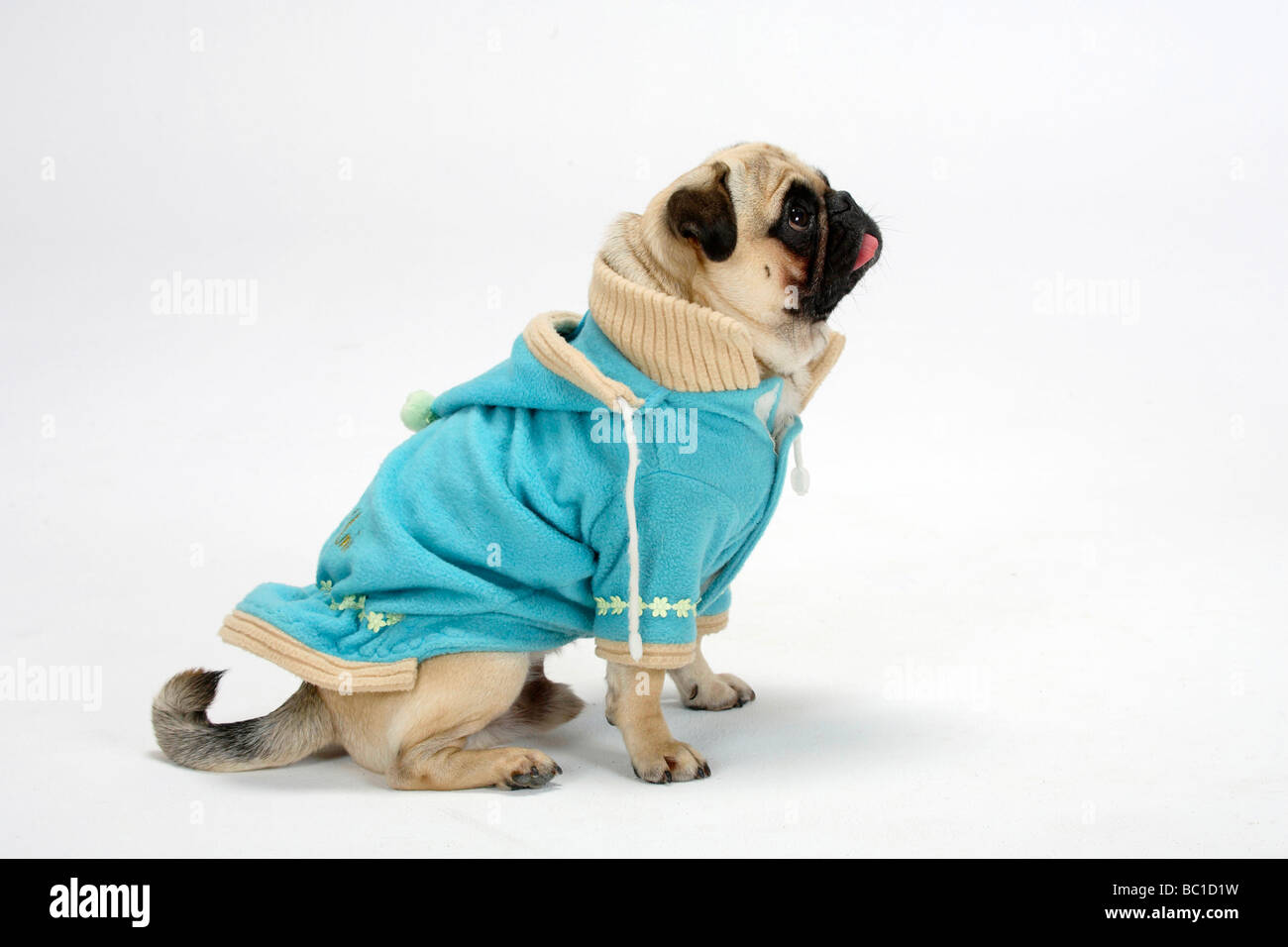 Pug wearing pullover side Stock Photo - Alamy