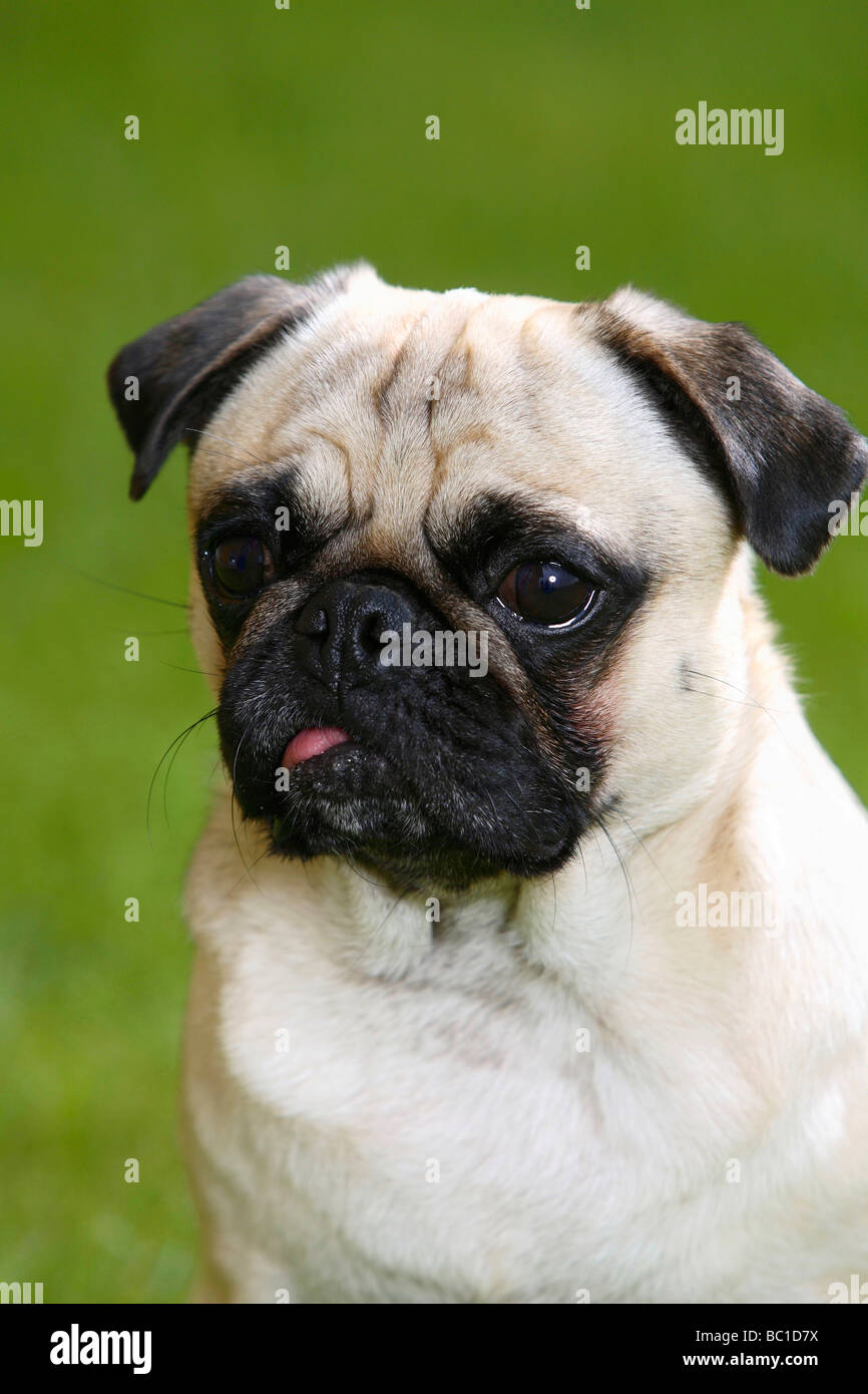 Outdoor pug hi-res stock photography and images - Alamy