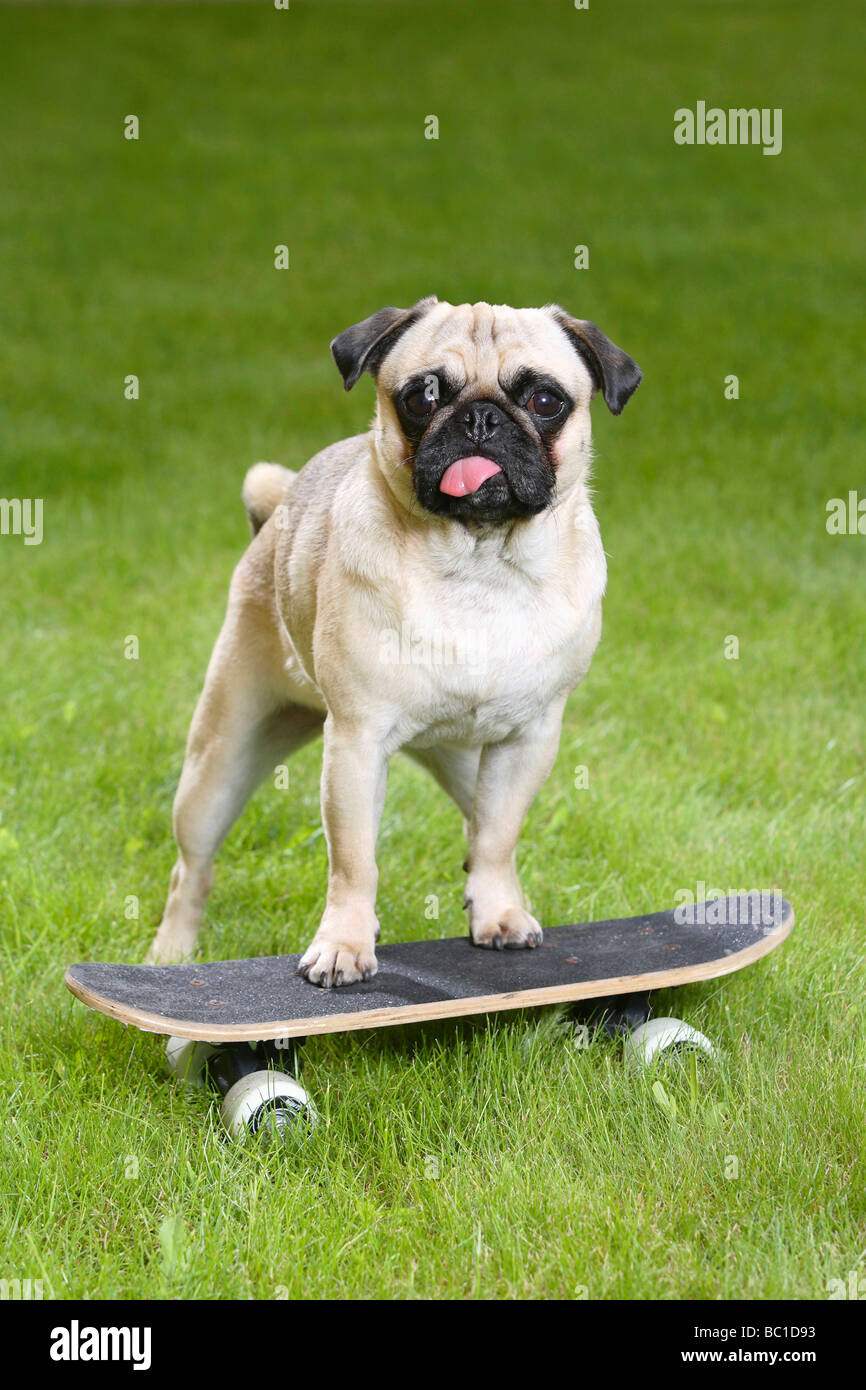 Pug on skateboard Stock Photo - Alamy