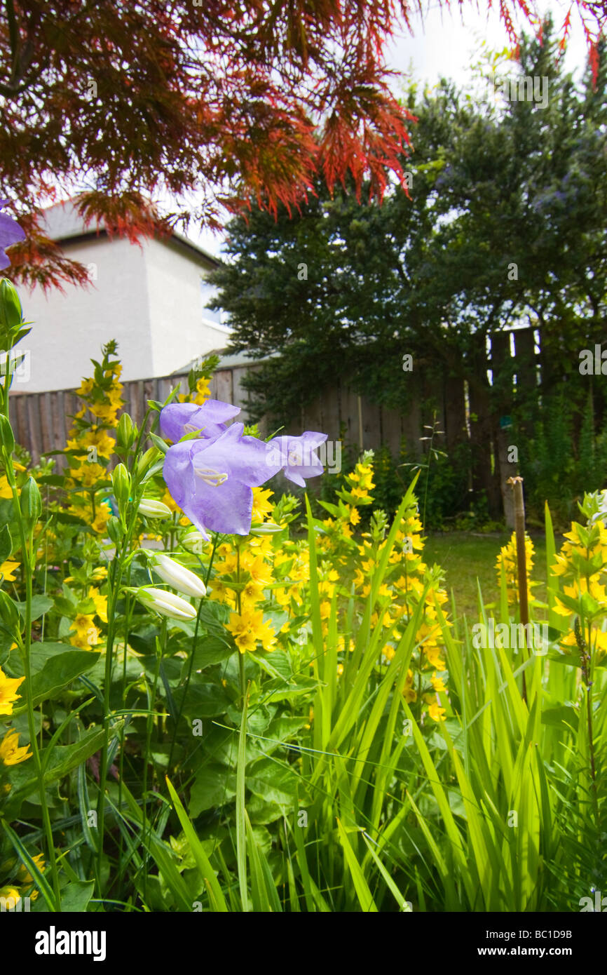 view of domestic rural english country garden plants and flowers Stock ...