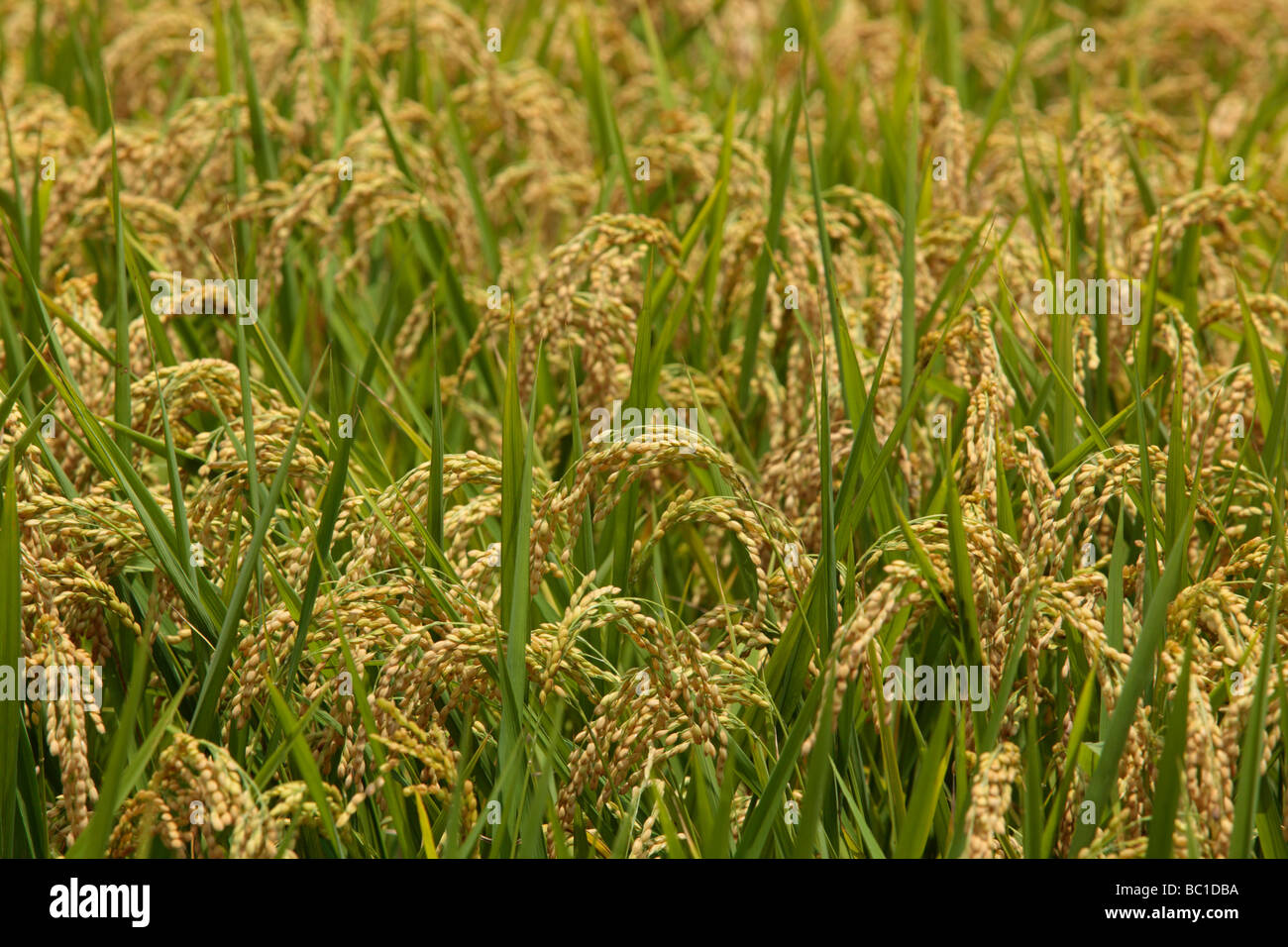 Rice grows in field Stock Photo - Alamy