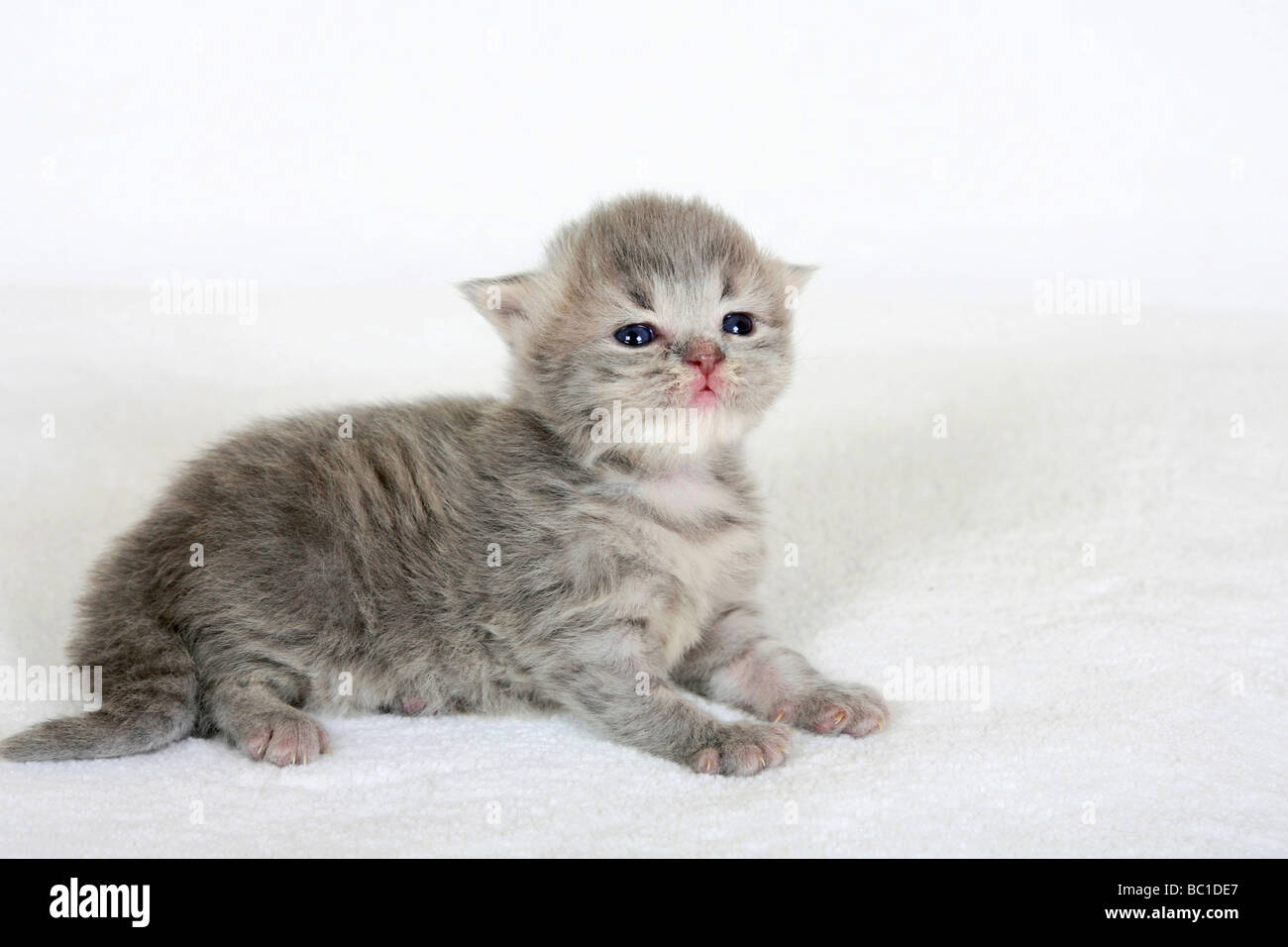 2 british blue tabby cats hi-res stock photography and images - Alamy