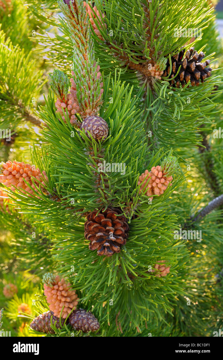 Pine tree life cycle hi-res stock photography and images - Alamy