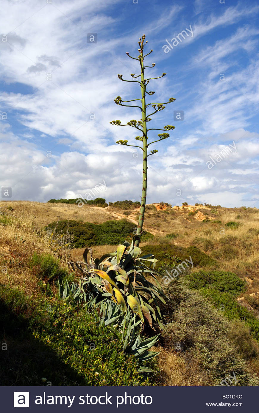 Maguey Plant High Resolution Stock Photography and Images - Alamy