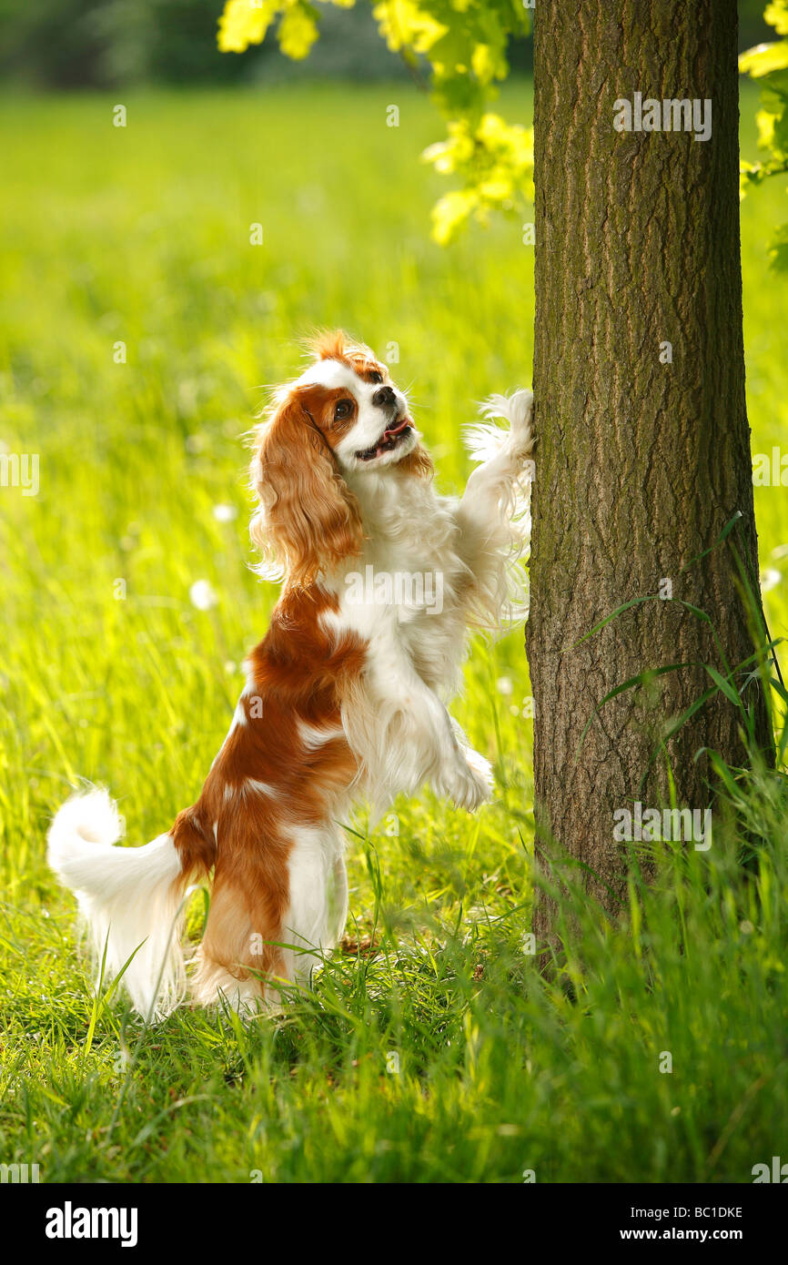 Cavalier King Charles Spaniel Blenheim Stock Photo - Alamy