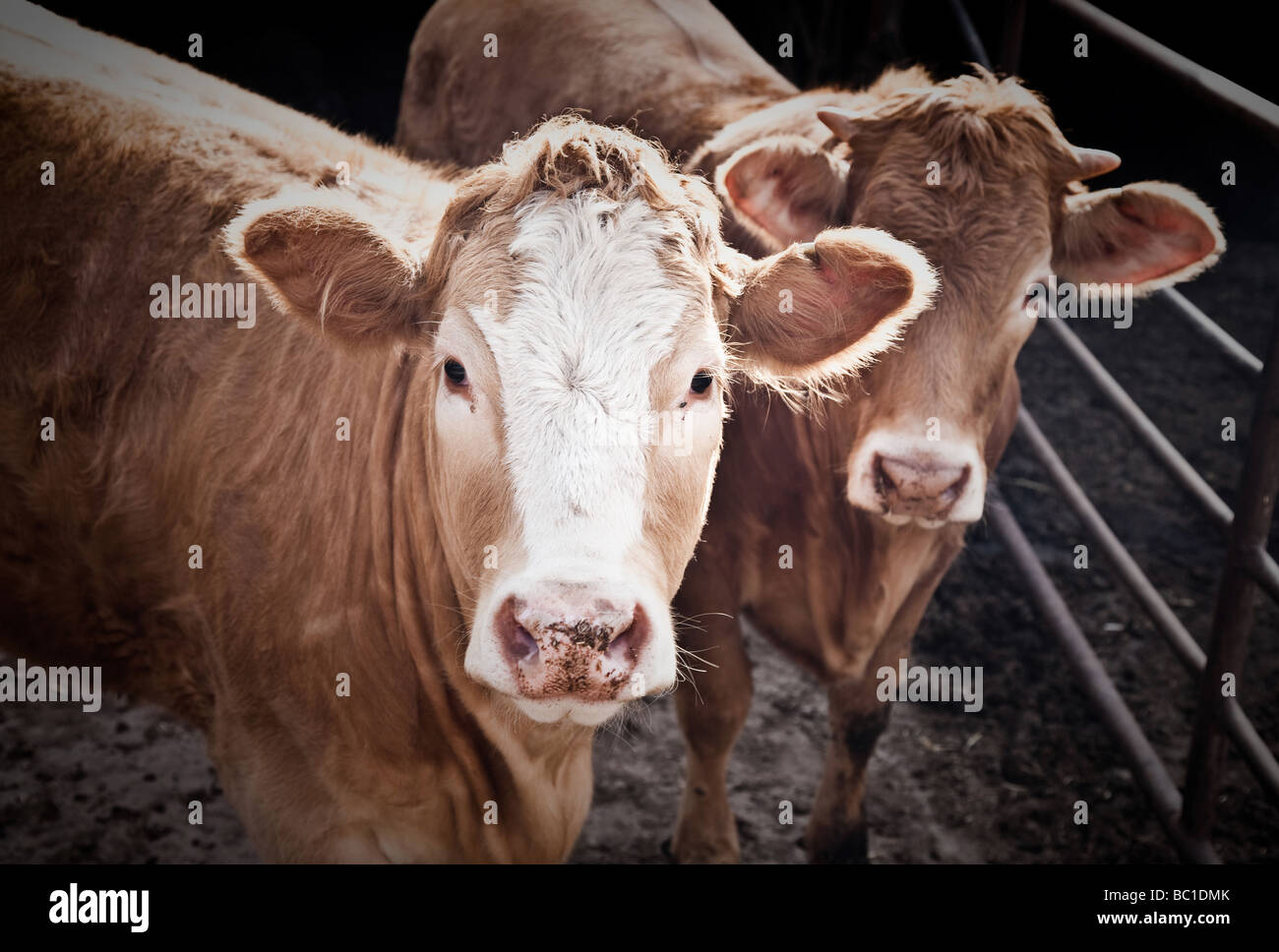 Two Bulls On The Farm Israel Kibbutz Stock Photo - Alamy