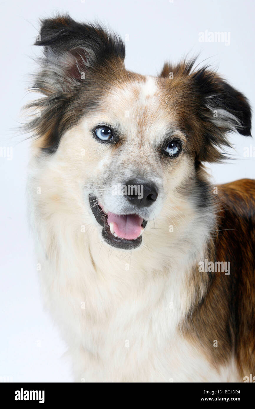 Mixed Breed Dog crossbred Border Collie Stock Photo - Alamy