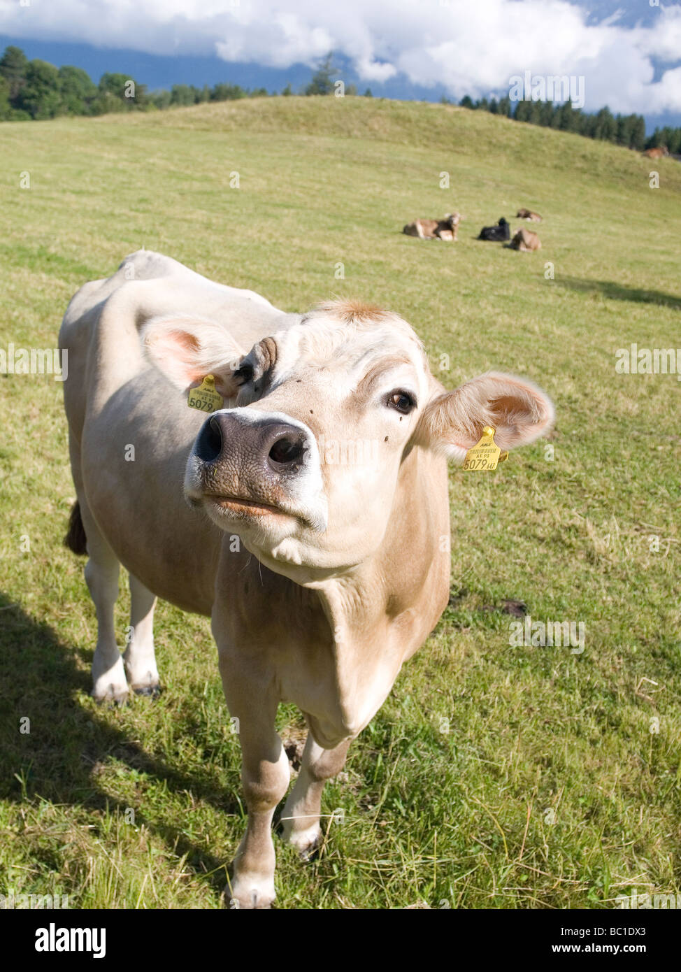 Coloured cows hi-res stock photography and images - Alamy