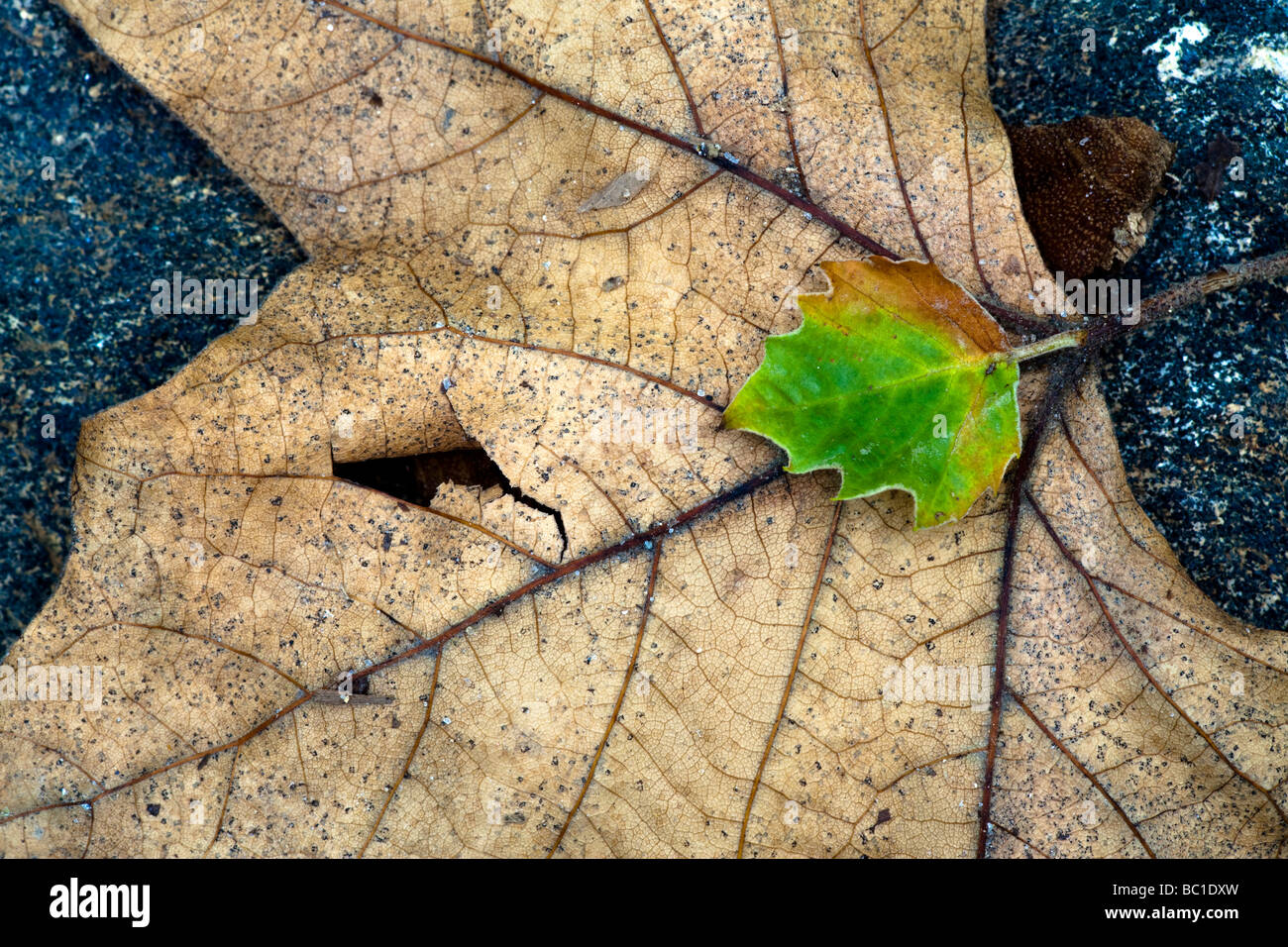 A fallen maple leaf on dead maple leaf in Central Park in New York City ...
