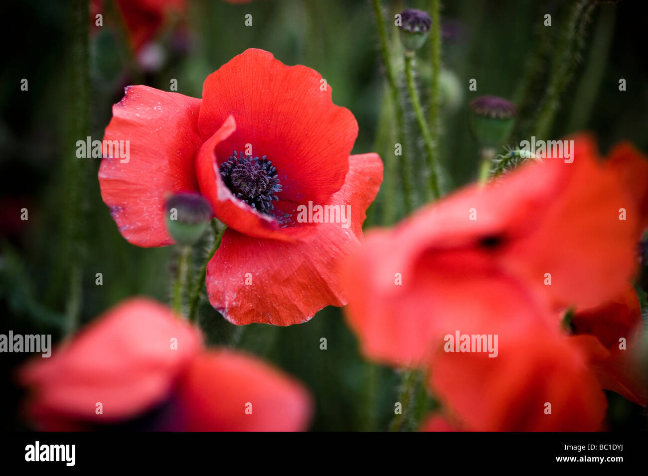 Poppy close up Kent Stock Photo - Alamy