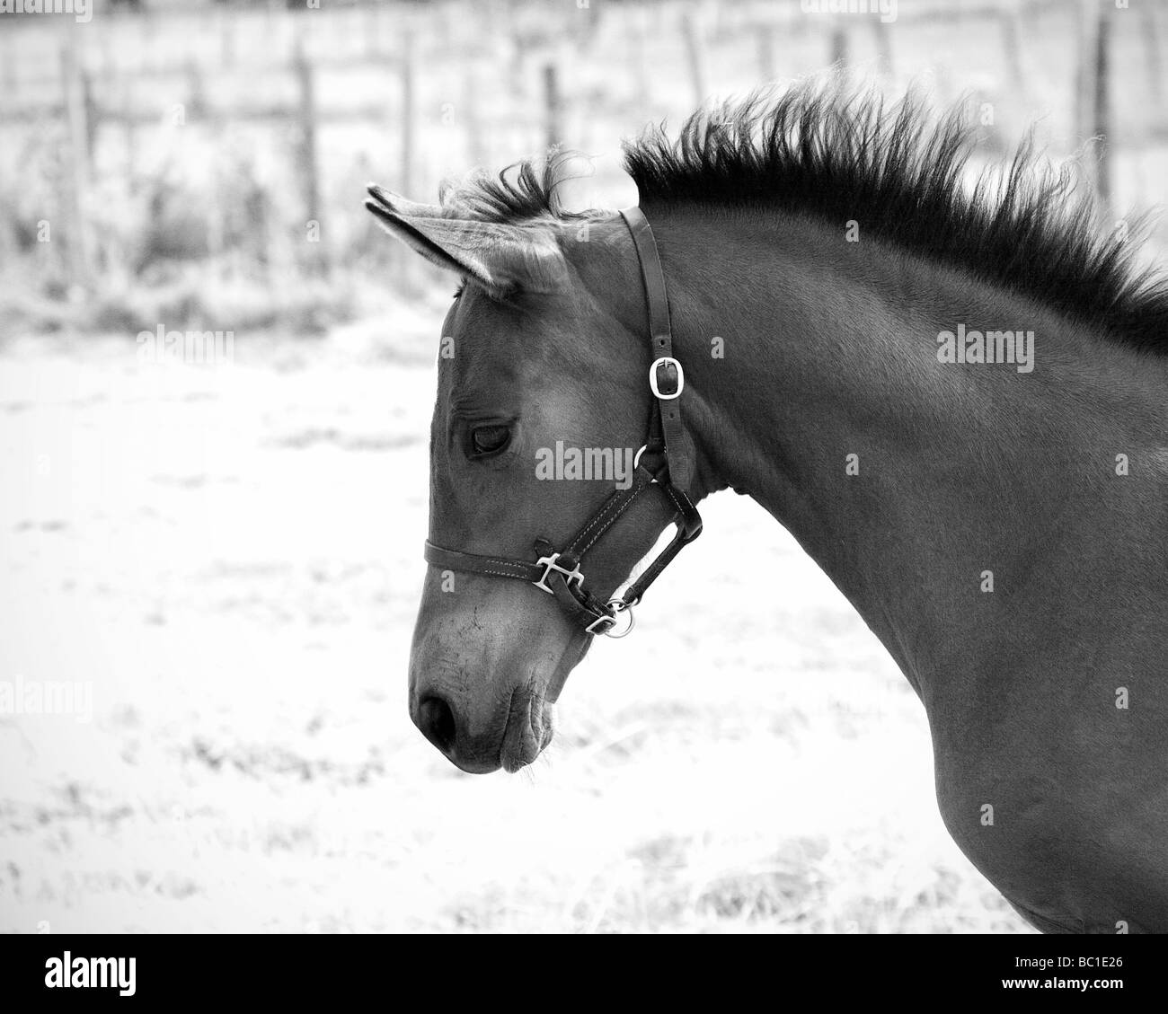 Filly foal Black and White Stock Photos & Images - Alamy