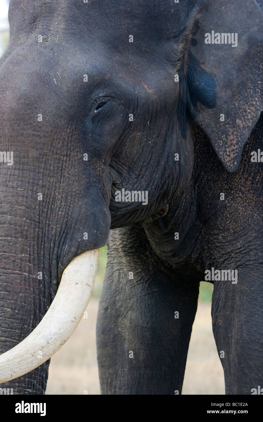 Indian elephant profile Stock Photo - Alamy