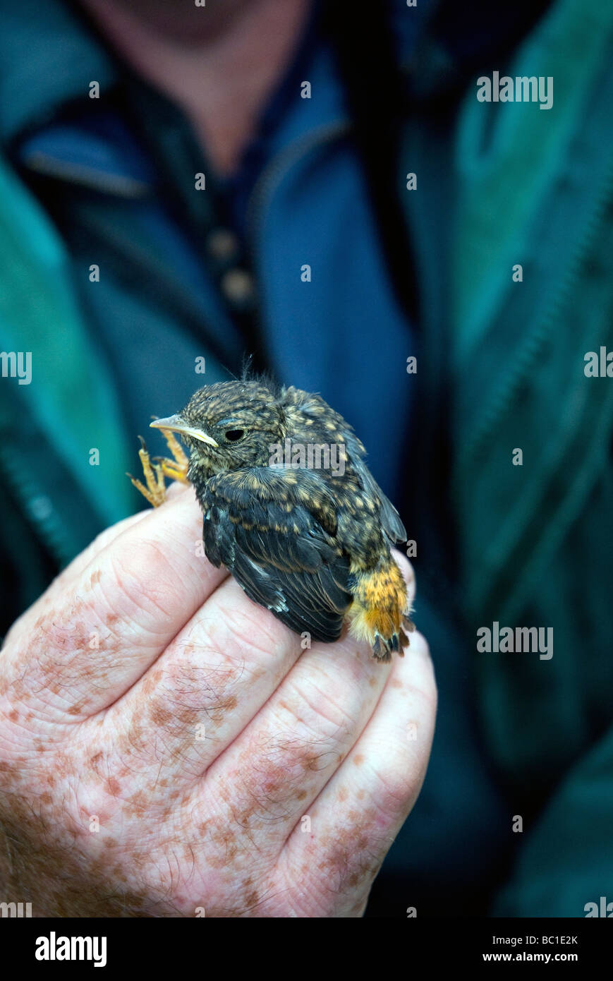 Bird ringer hi-res stock photography and images - Alamy
