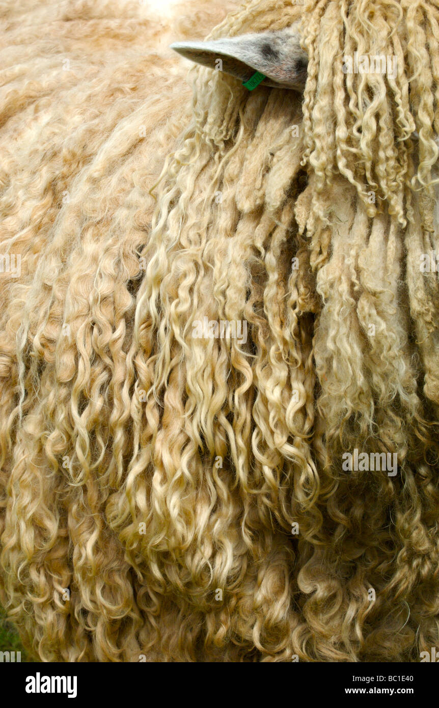 Angora goat mohair hi-res stock photography and images - Alamy