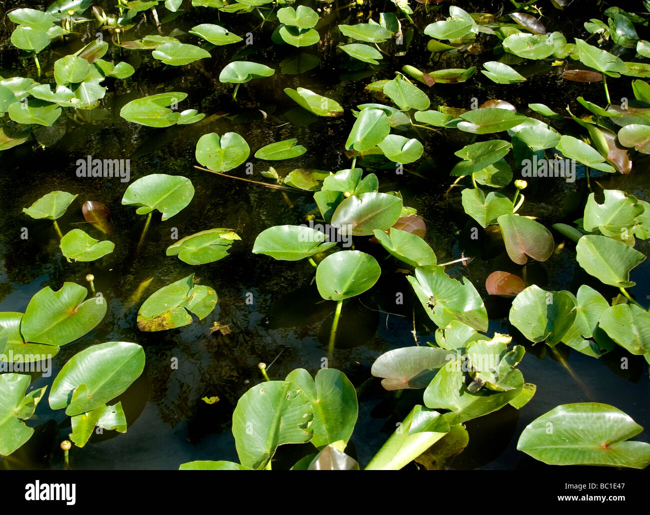 Everglades national park, river with lilypads background texture Stock ...