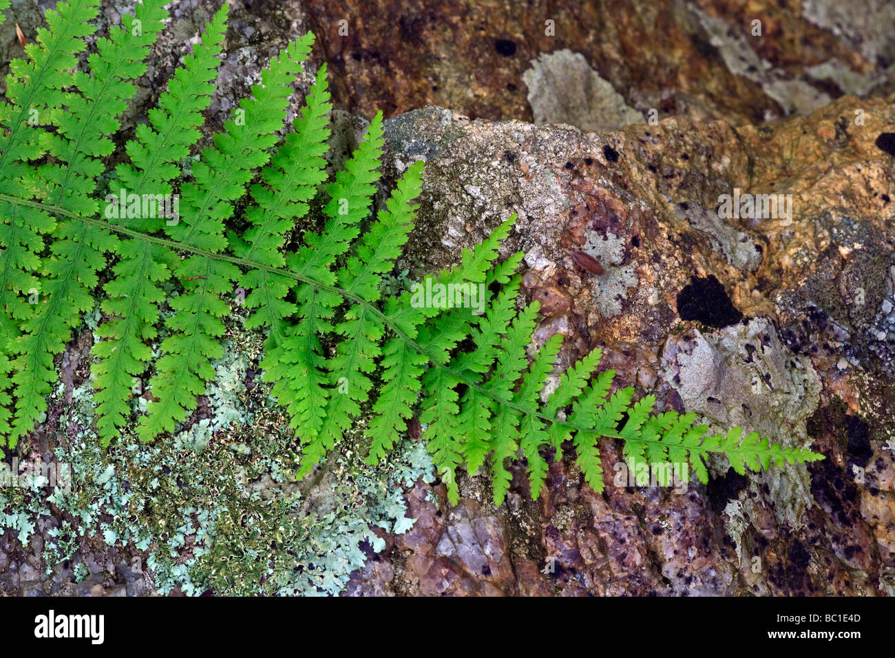 Pteridophyta hi-res stock photography and images - Alamy