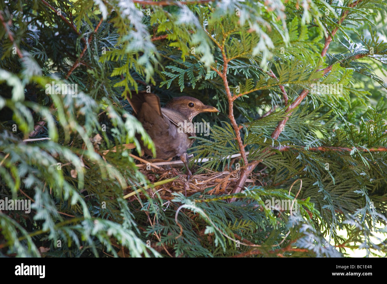 Black Bird Turdus merula Turdidae Female on nest Stock Photo - Alamy