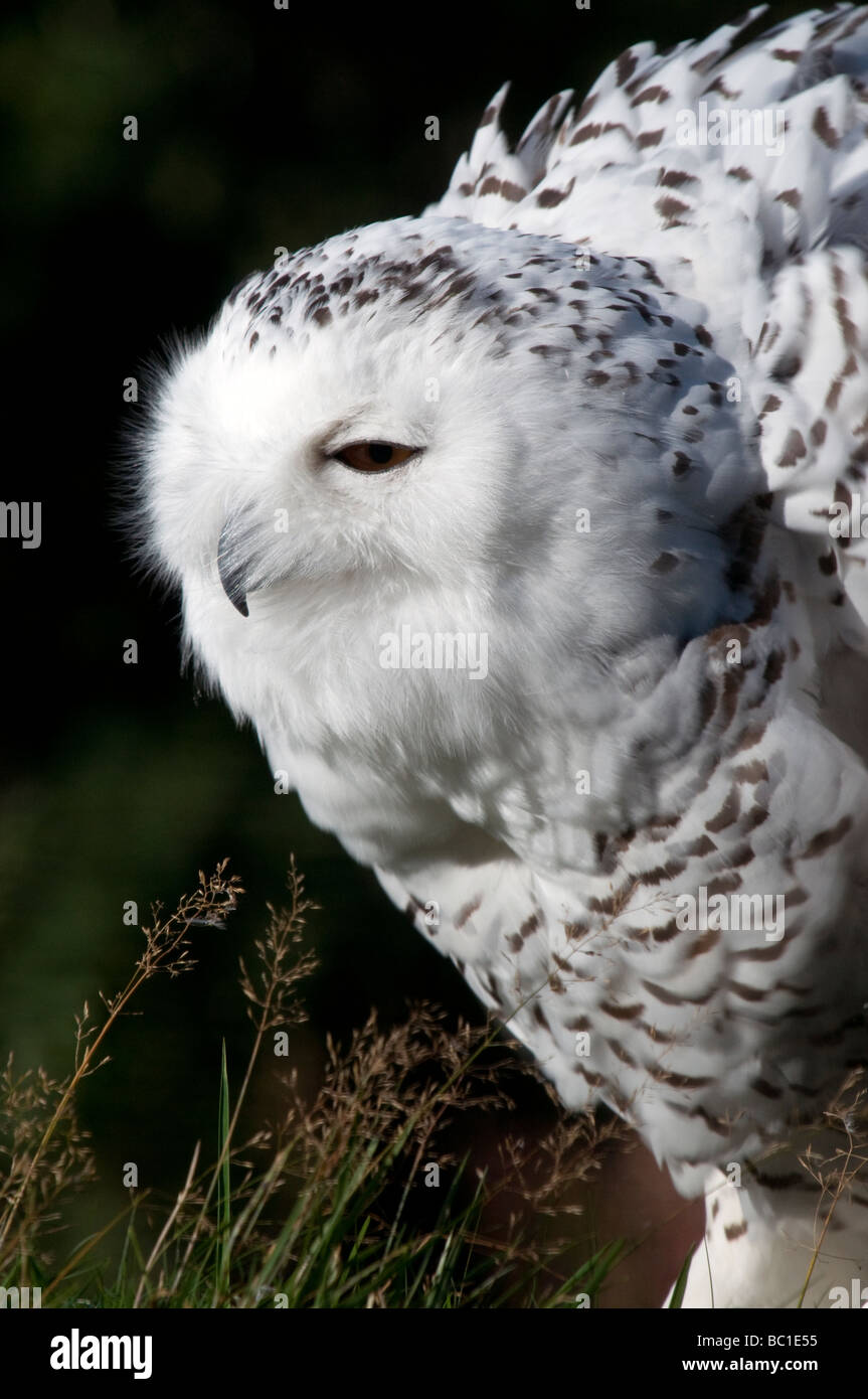 Female barred owl hi-res stock photography and images - Alamy