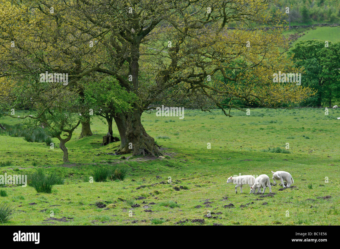 English sheep farm hi-res stock photography and images - Alamy