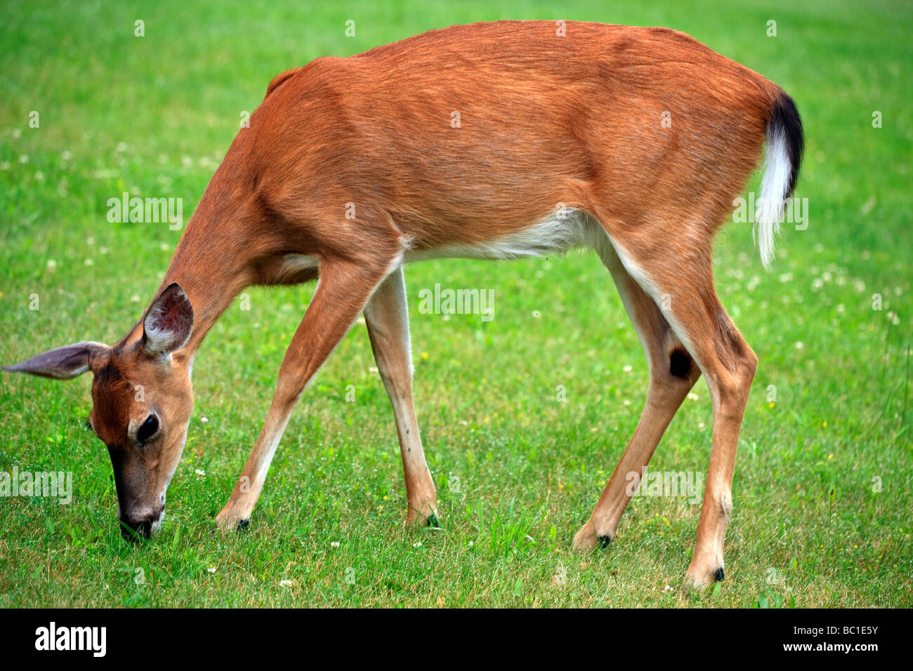 Odocoileus virginianus hi-res stock photography and images - Alamy