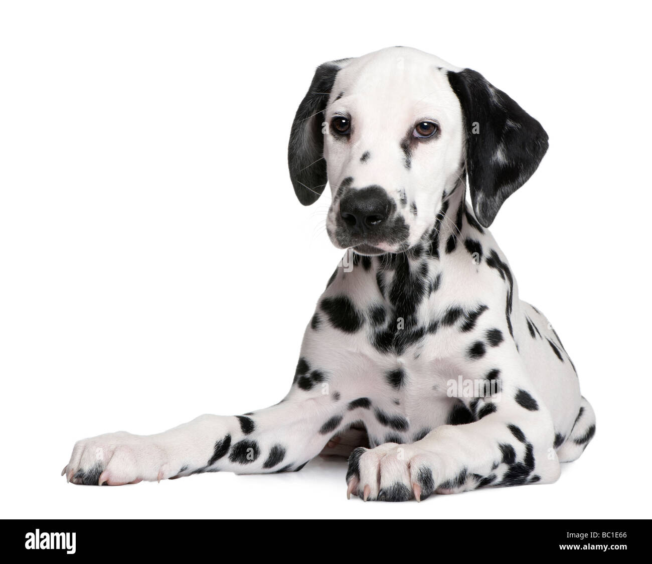 Dalmatian Spots High Resolution Stock Photography and Images - Alamy