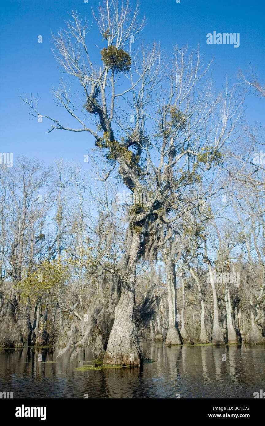 Water tupelo hi-res stock photography and images - Alamy